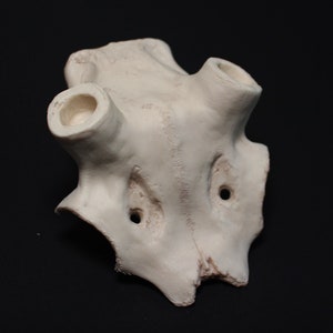 Deer Replica Partial Skull Kit to Mount Antlers On. (NO ANTLERS ...
