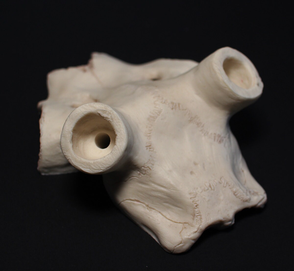 Deer Replica Partial Skull Kit to Mount Antlers On. NO - Etsy