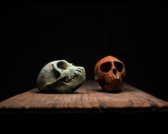 Aged Monkey Skull Cast Artifact Oddity Curiosity Taxidermy Museum Style ...