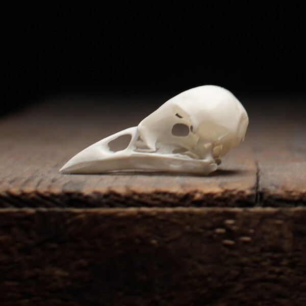 Bird Skull Drawing - Etsy