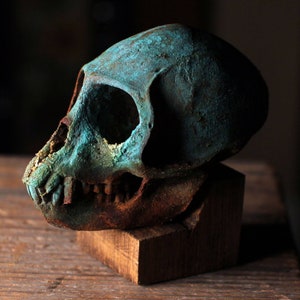 Aged Monkey Skull Cast Artifact Oddity Curiosity - Etsy