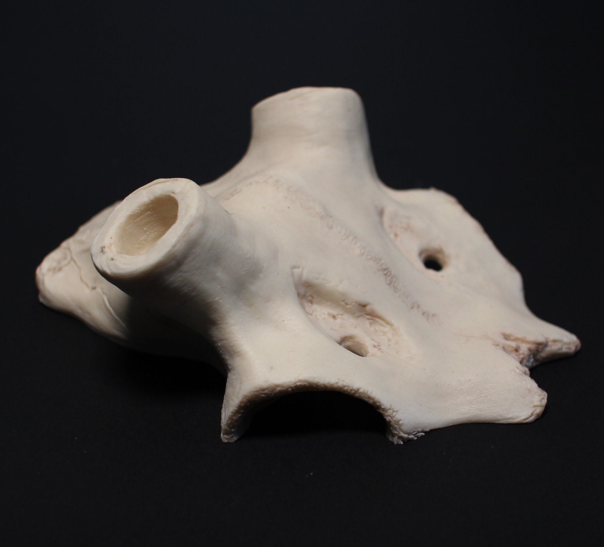 Deer Replica Partial Skull Kit to Mount Antlers On. NO - Etsy