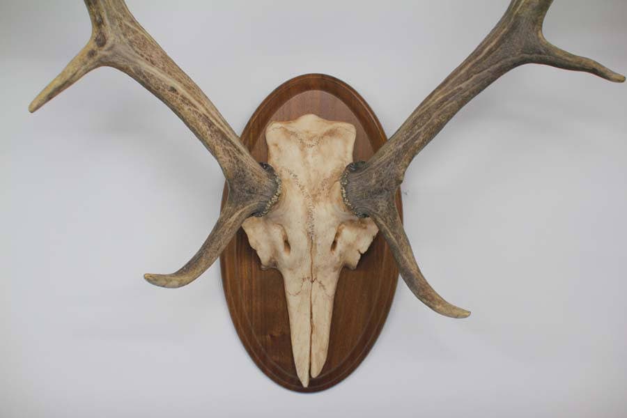 Deer Replica Partial Skull Kit to Mount Antlers On. NO - Etsy
