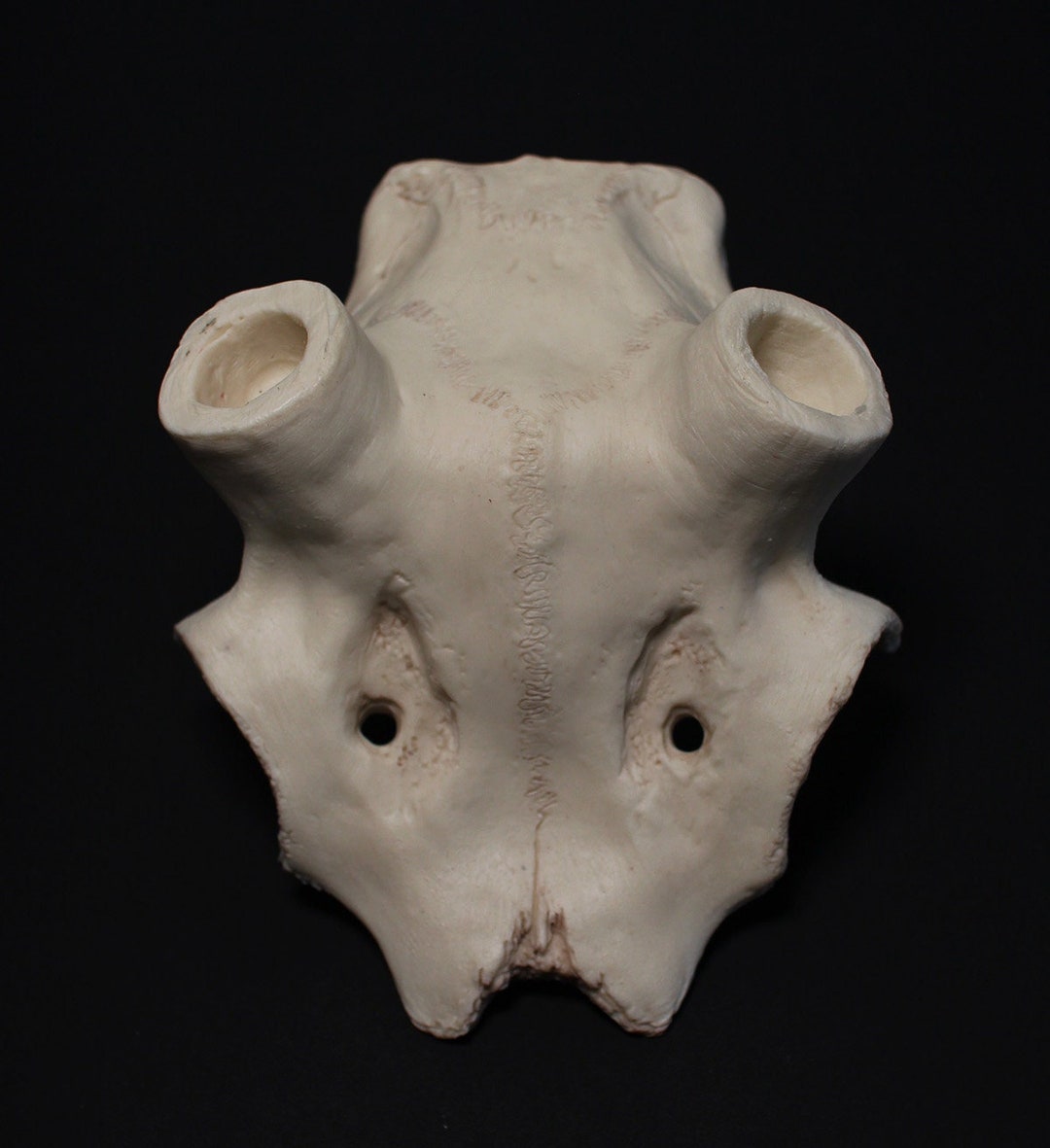 Deer Replica Partial Skull Kit to Mount Antlers On. NO - Etsy