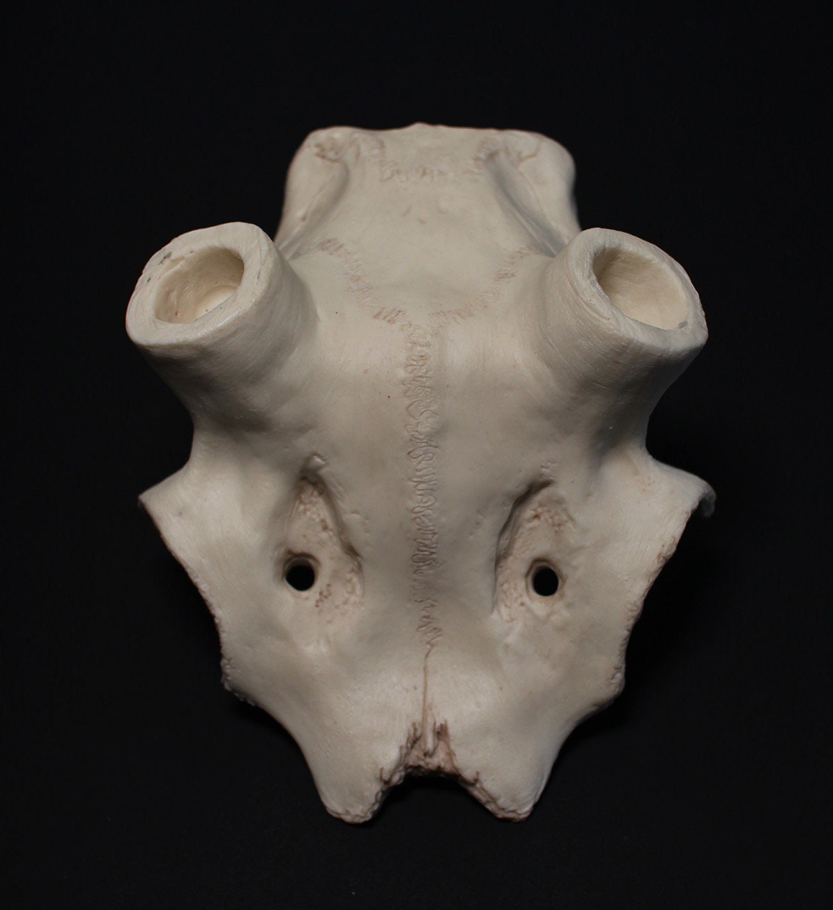 Deer Replica Partial Skull Kit to Mount Antlers On. NO - Etsy