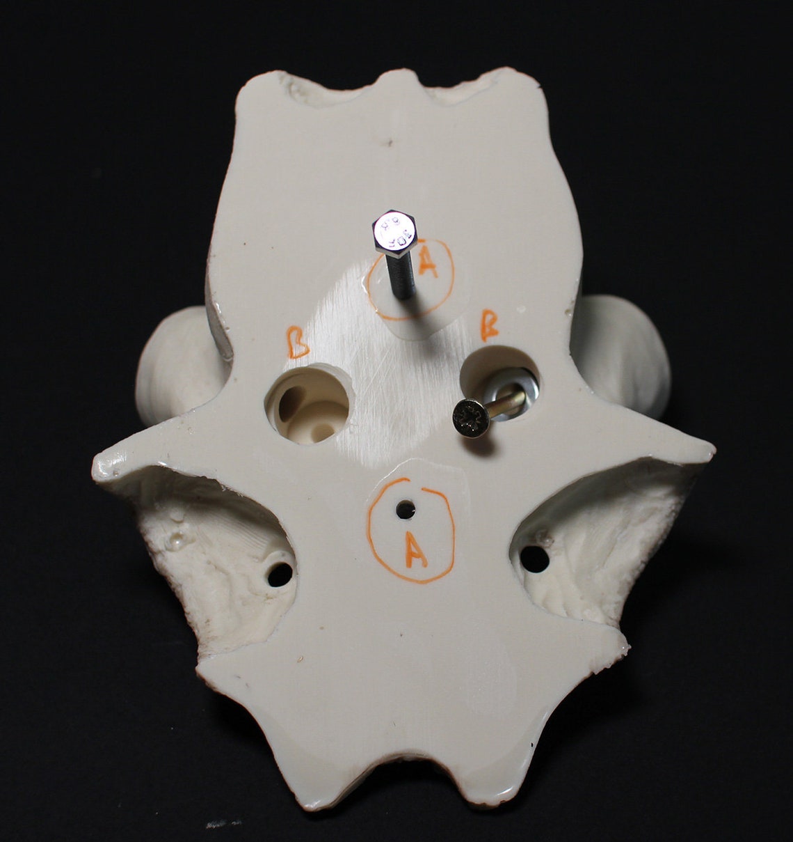 Deer Replica Partial Skull Kit to Mount Antlers On. NO - Etsy