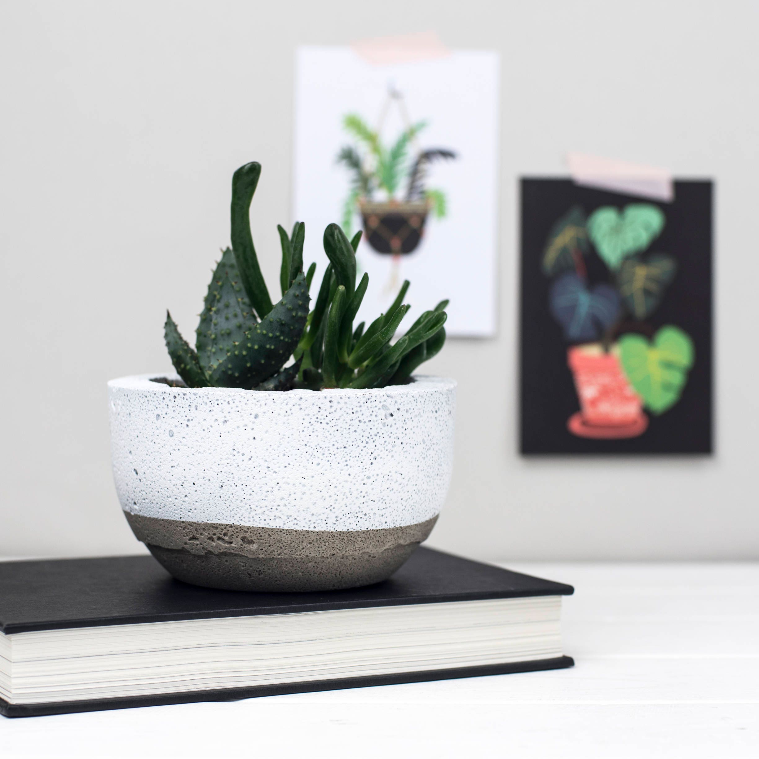 White Bowl Concrete Planter Concrete Planter White Plant | Etsy UK