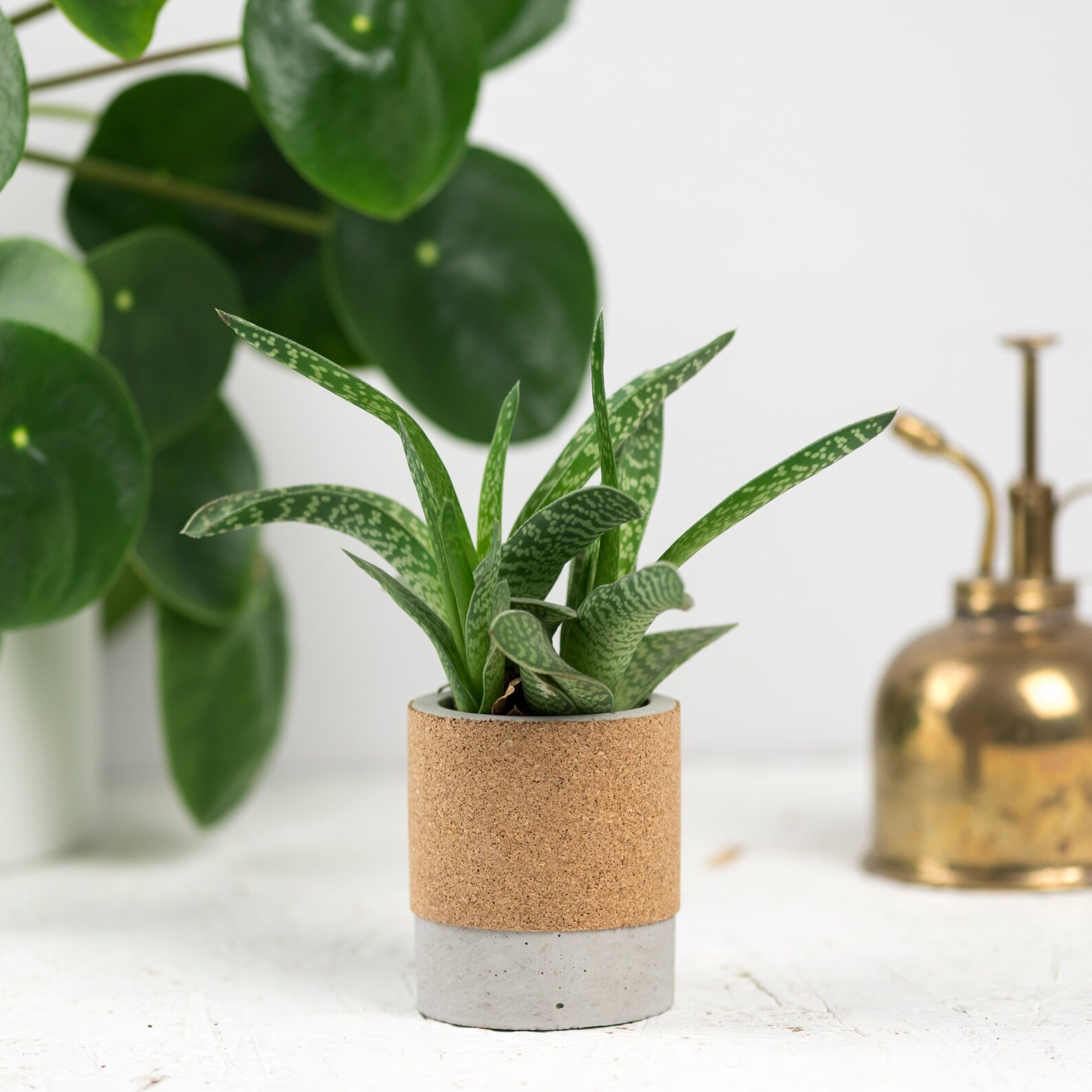 Concrete and Cork Plant Pot Cork Planter Cactus Planter | Etsy