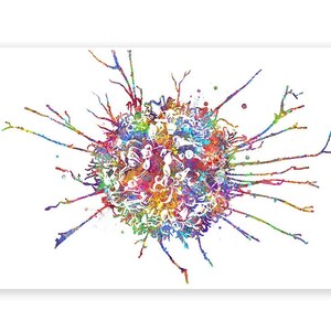Cytotoxic T Cell Watercolour Art Print T Cell Medical Art Medical ...