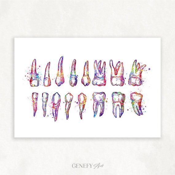 Human Teeth Diagram Watercolor Art Print Teeth Row Art - Etsy