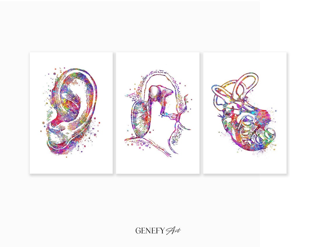 Ear Anatomy Watercolor Art Print - Set of 3 - Outer, Mid and Inner Ear ...