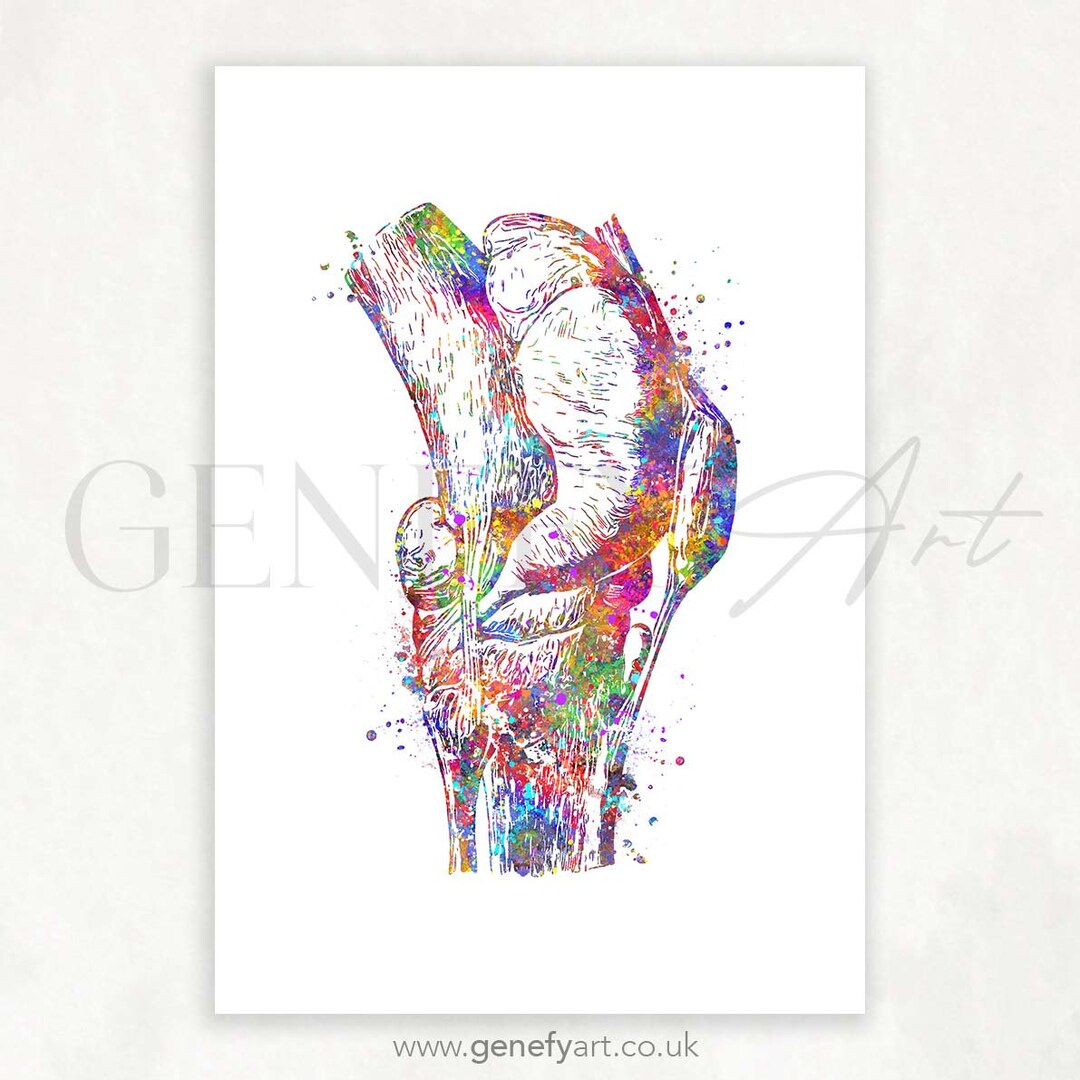 Knee Anatomy Watercolour Print Knee Anatomy Poster Physiotherapy Prints ...