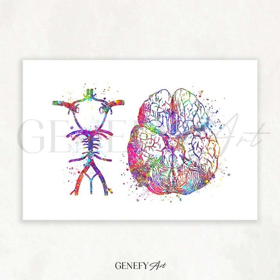 Circle of Willis Watercolour Print Neurology Medical Art - Etsy