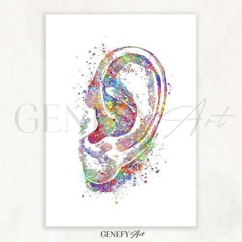 Human Ear Anatomy Art Medical Artwork Audiology Poster - Etsy