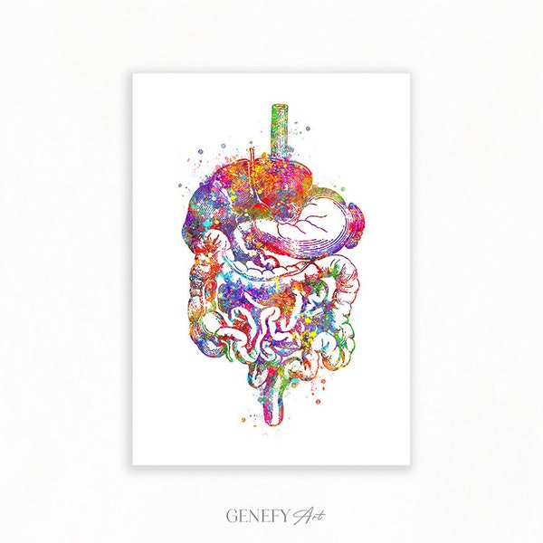 Digestive System Poster - Etsy
