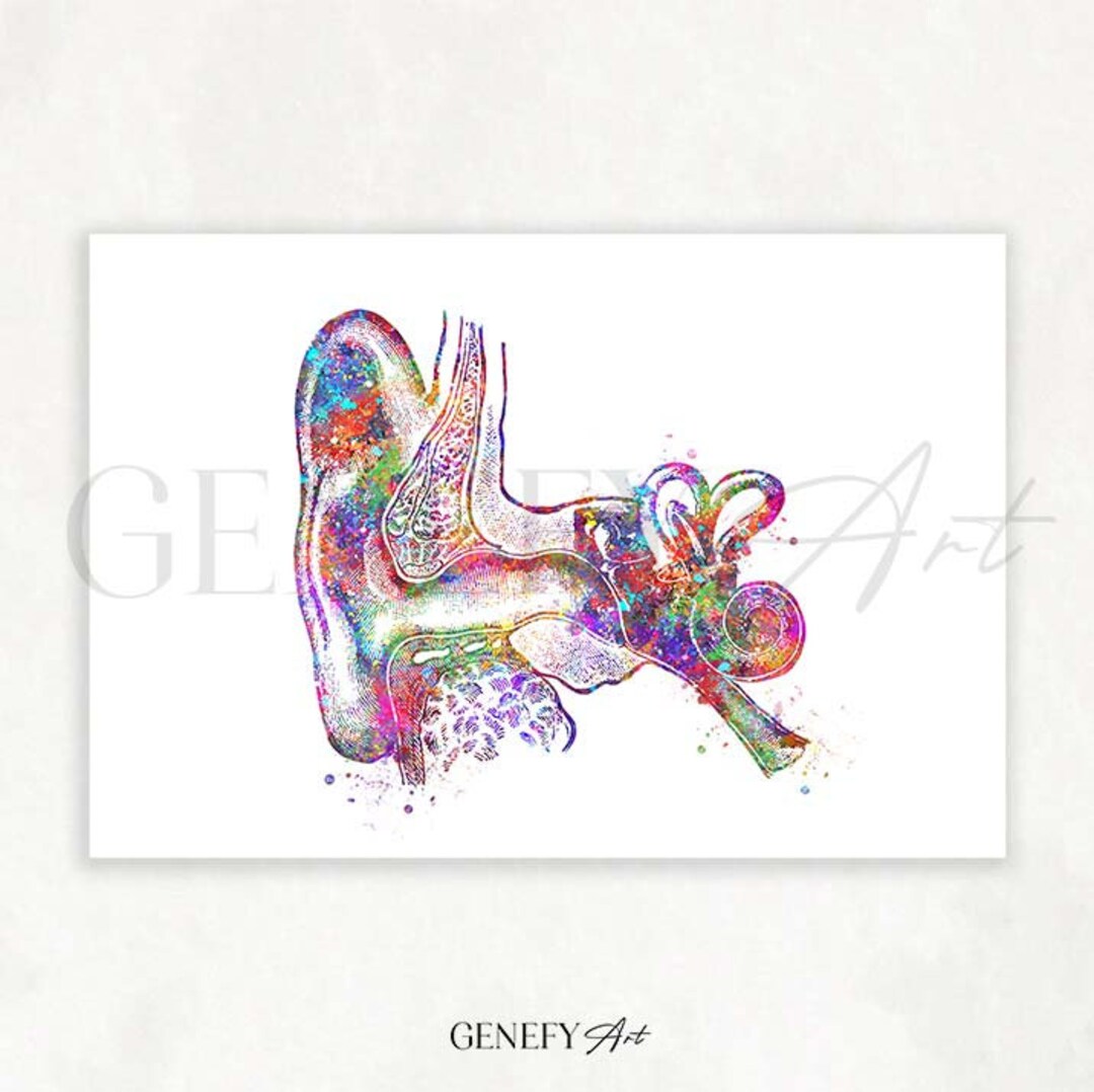 Ear Anatomy Watercolor Art Print Ear Diagram Poster Audiology Art ...