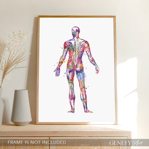 Human Muscular System Watercolour Art Print Human Anatomy and Muscles ...