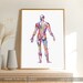 Human Muscular System Watercolour Art Print Human Anatomy and Muscles ...