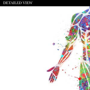 Muscular System Watercolour Print - Muscles Anatomy Art - Chiropractic ...