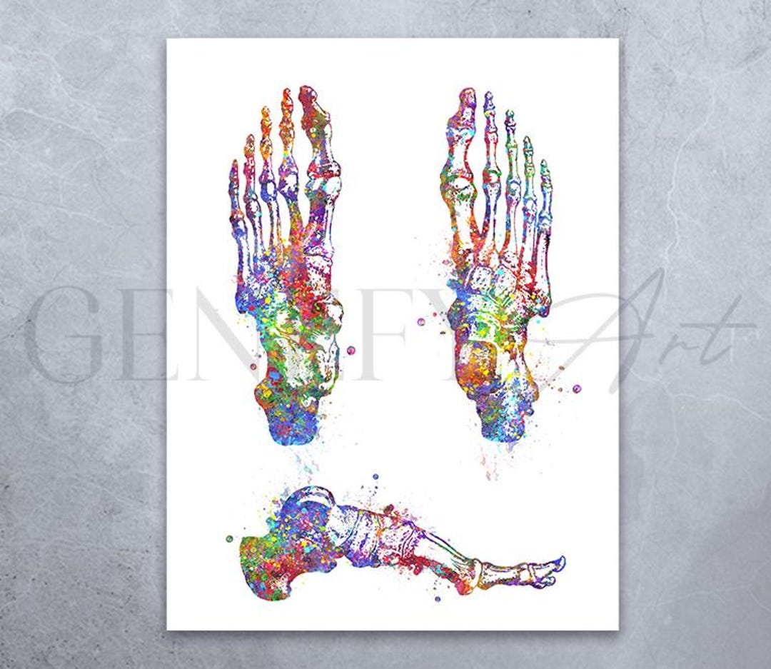Foot Bones Watercolor Art Print - Osteology Prints - Osteology ...