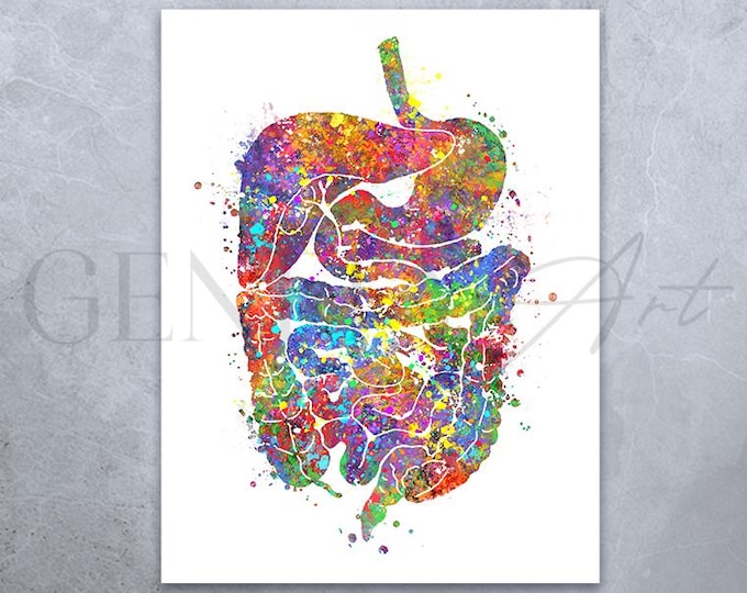 The Digestive System Poster, Anatomy Poster, Classroom Poster, Organs ...