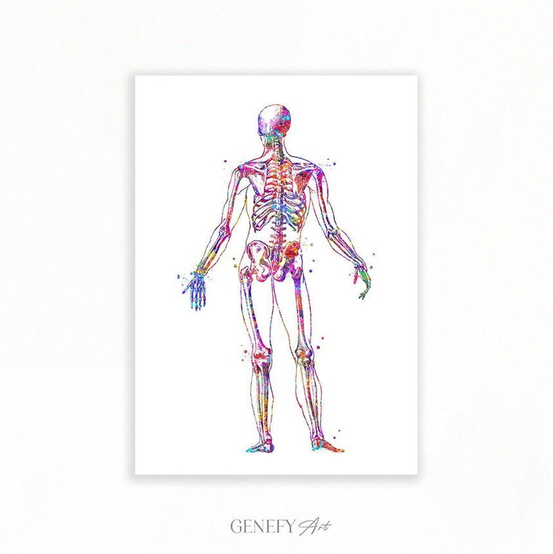 Human Skeleton Watercolour Art Print Human Skeleton Torso Poster Human ...