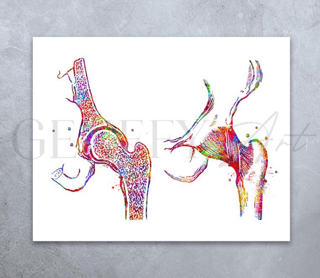Hip Ball and Socket Joint Watercolor Art Print: Skeletal System - Etsy