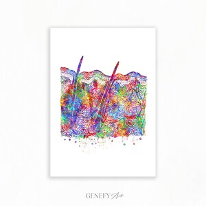 Cross Section of Skin Watercolor Art Print Skin Cross - Etsy