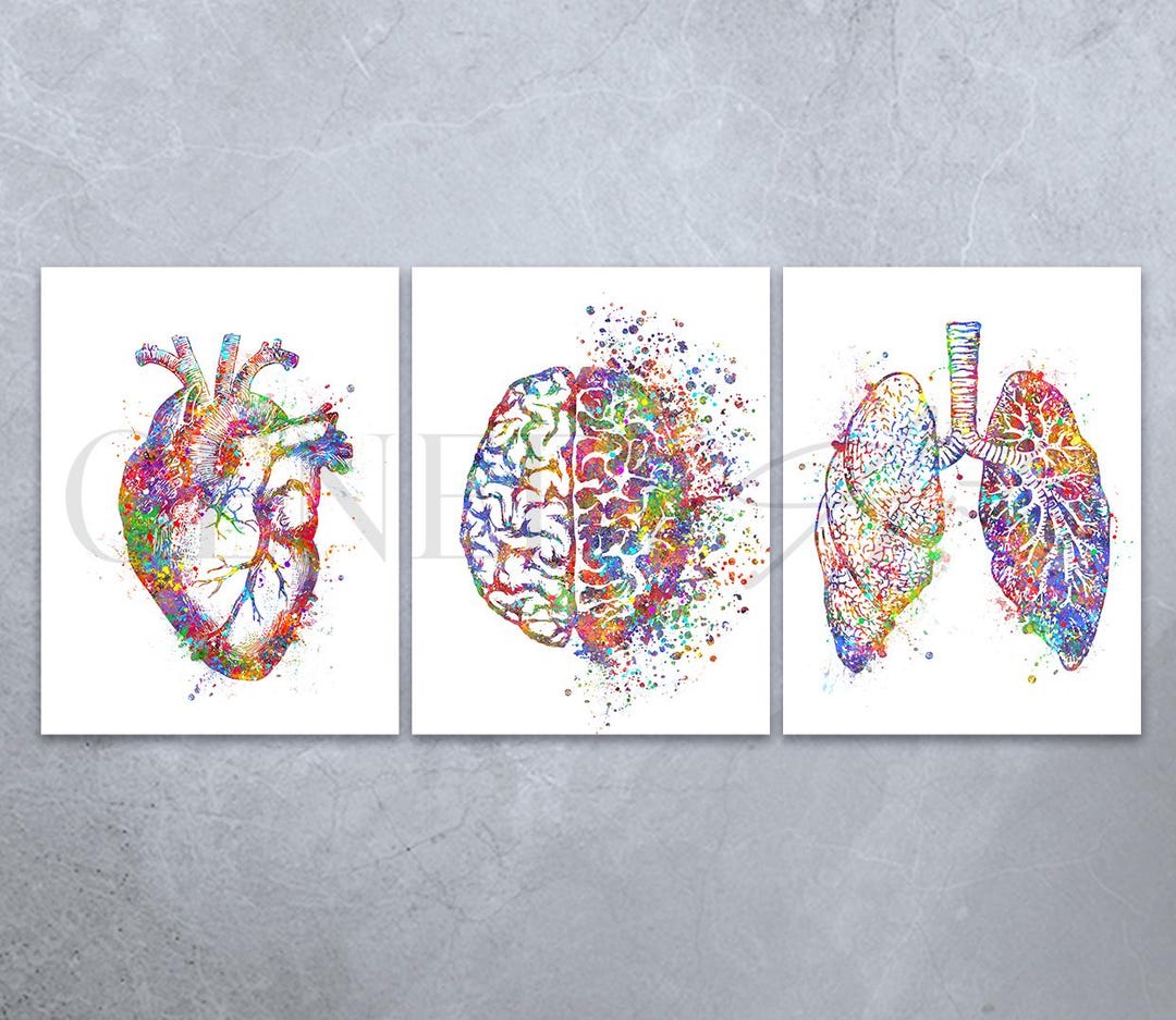 Watercolor Anatomy Art Print Set: Heart, Brain, Lungs - Etsy