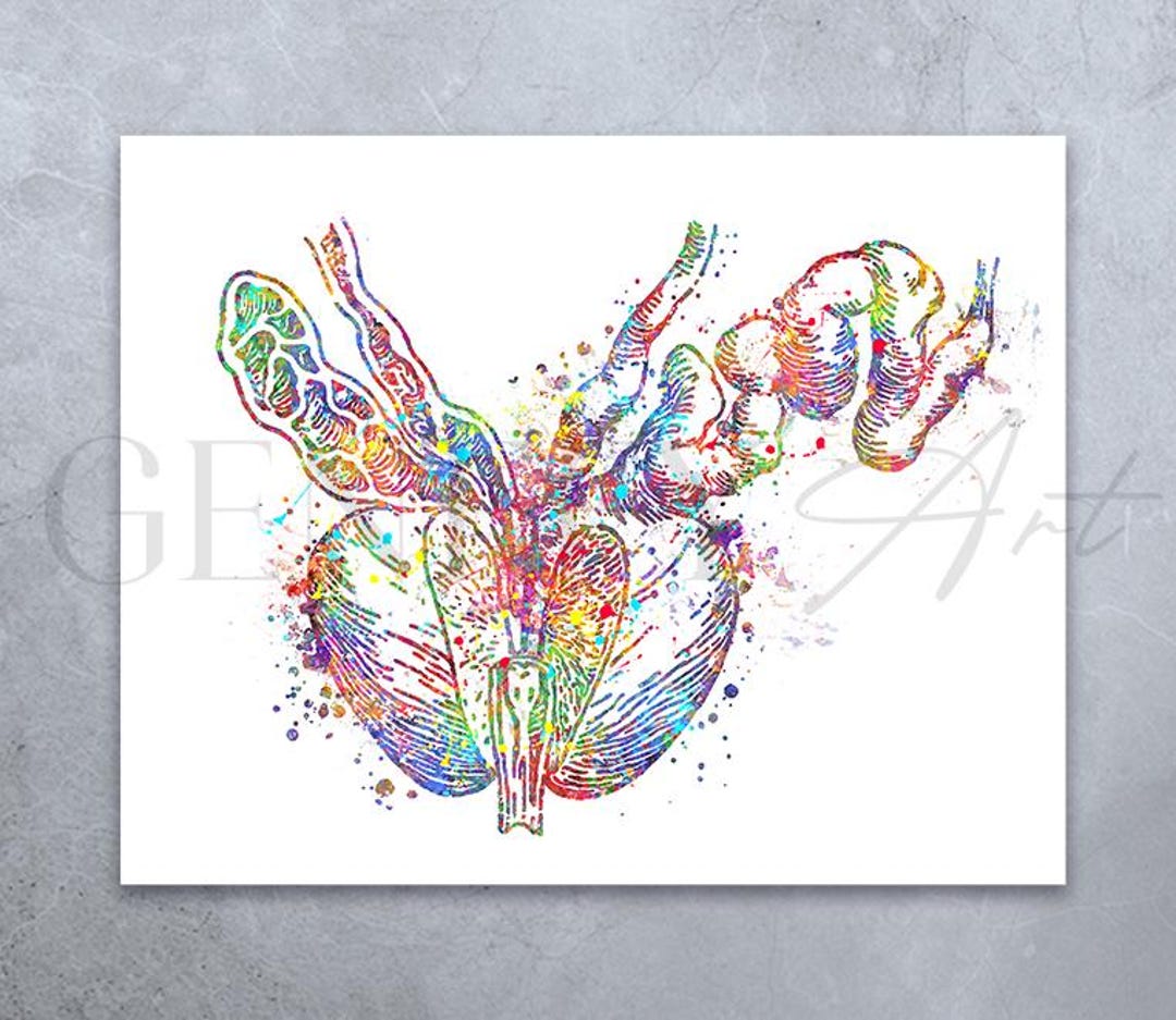 Prostate Anatomy Watercolour Print: Male Reproductive System Art - Etsy