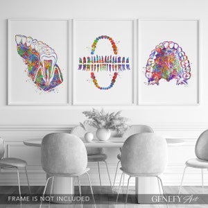 Dental Anatomy Art Prints: Colorful Teeth Diagram, Set of 3 - Etsy