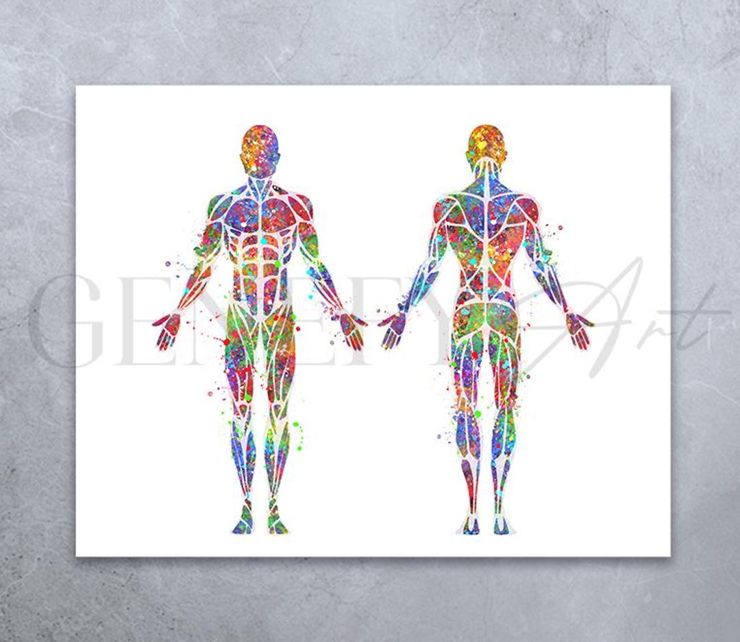 Muscular System Watercolour Print - Muscles Anatomy Art - Chiropractic ...