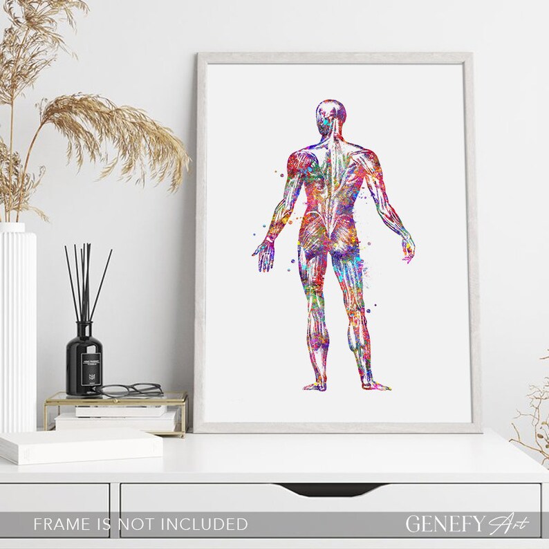 Human Muscular System Watercolour Art Print Human Anatomy - Etsy UK