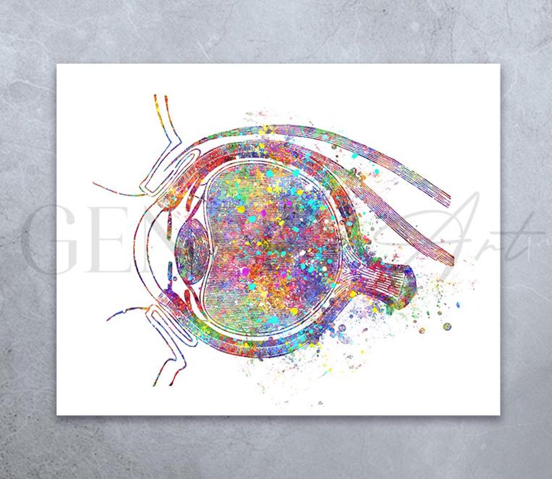 Eye Anatomy Watercolor Art Print: Ophthalmology Gift - Etsy UK