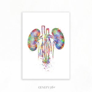 Kidneys Anatomy Watercolour Print Nephrology Poster Nephrology Prints ...