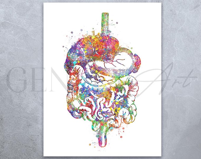 The Digestive System Poster, Anatomy Poster, Classroom Poster, Organs ...
