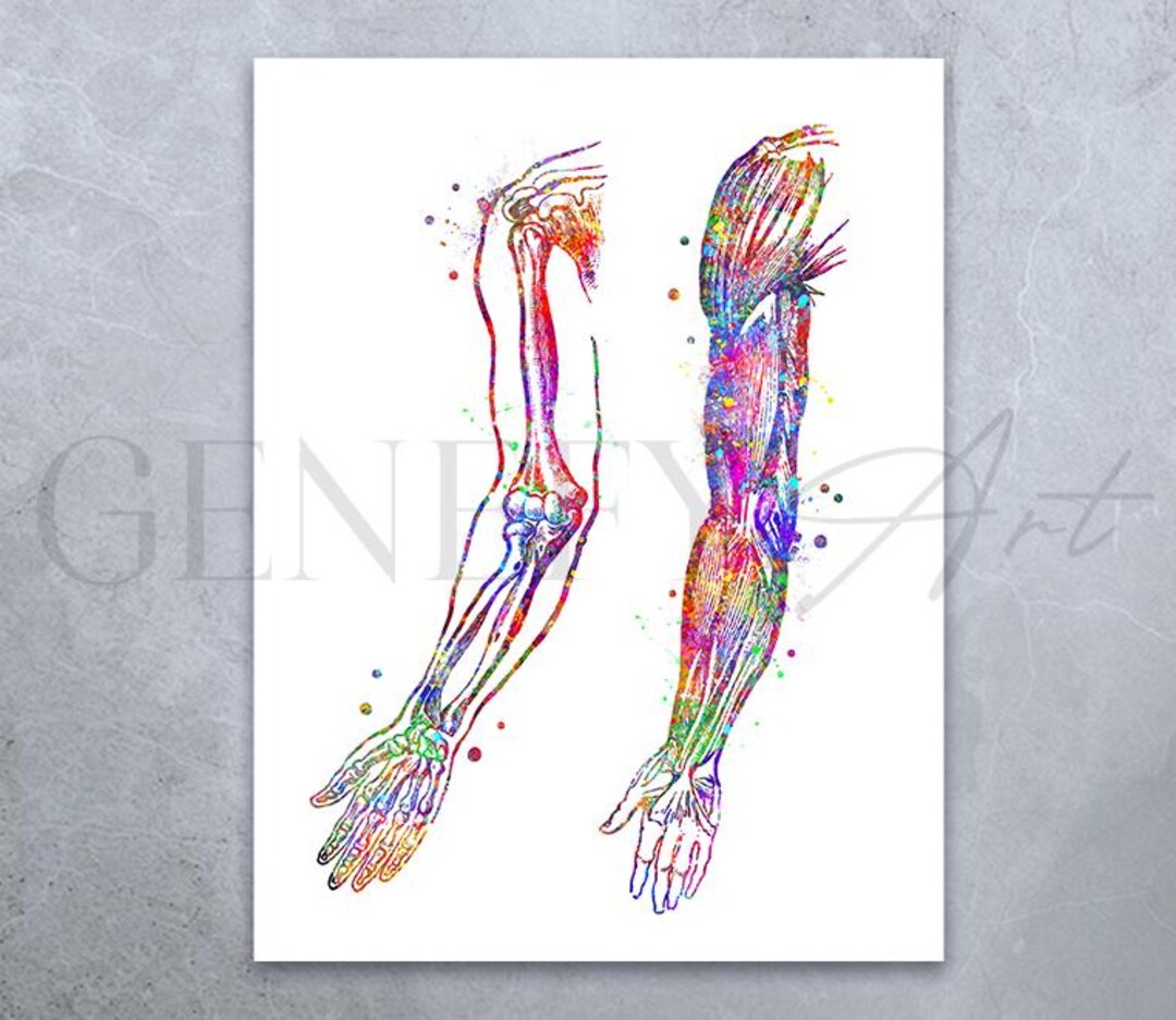 Arm Anatomy Watercolour Print: Bones & Muscles, Chiropractic Art - Etsy