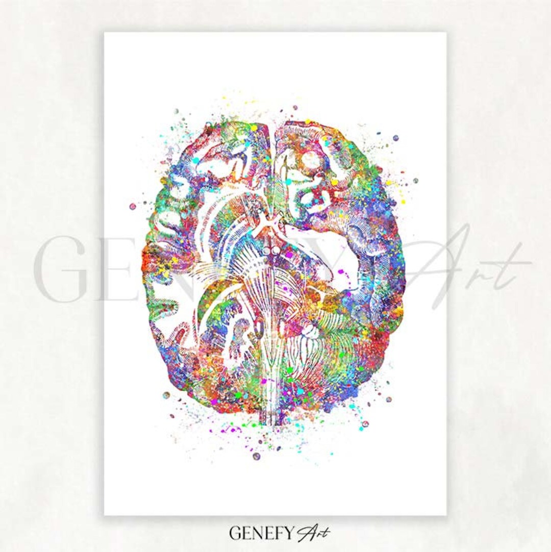 Brain Anatomy Watercolor Art Print Brain Anatomy Print Brain Anatomy ...