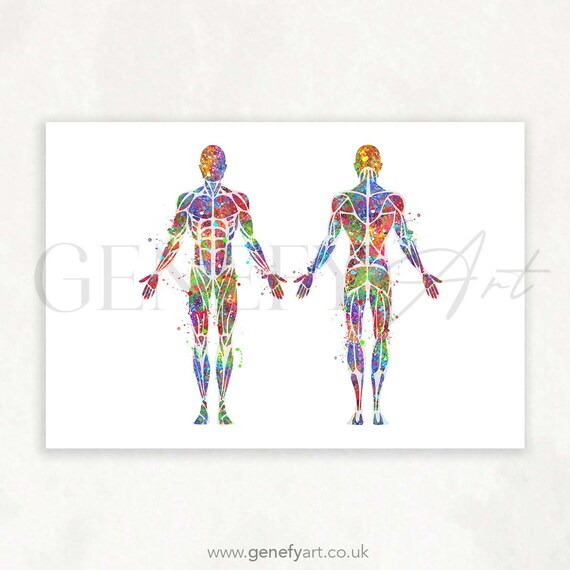 Muscular System Watercolour Print Muscles Anatomy Art | Etsy