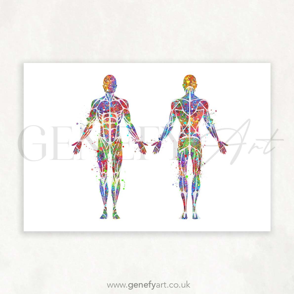 Muscular System Watercolour Print Muscles Anatomy Art | Etsy