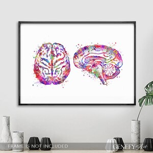 Brain Anatomy Watercolour Art Print: Science Poster - Etsy