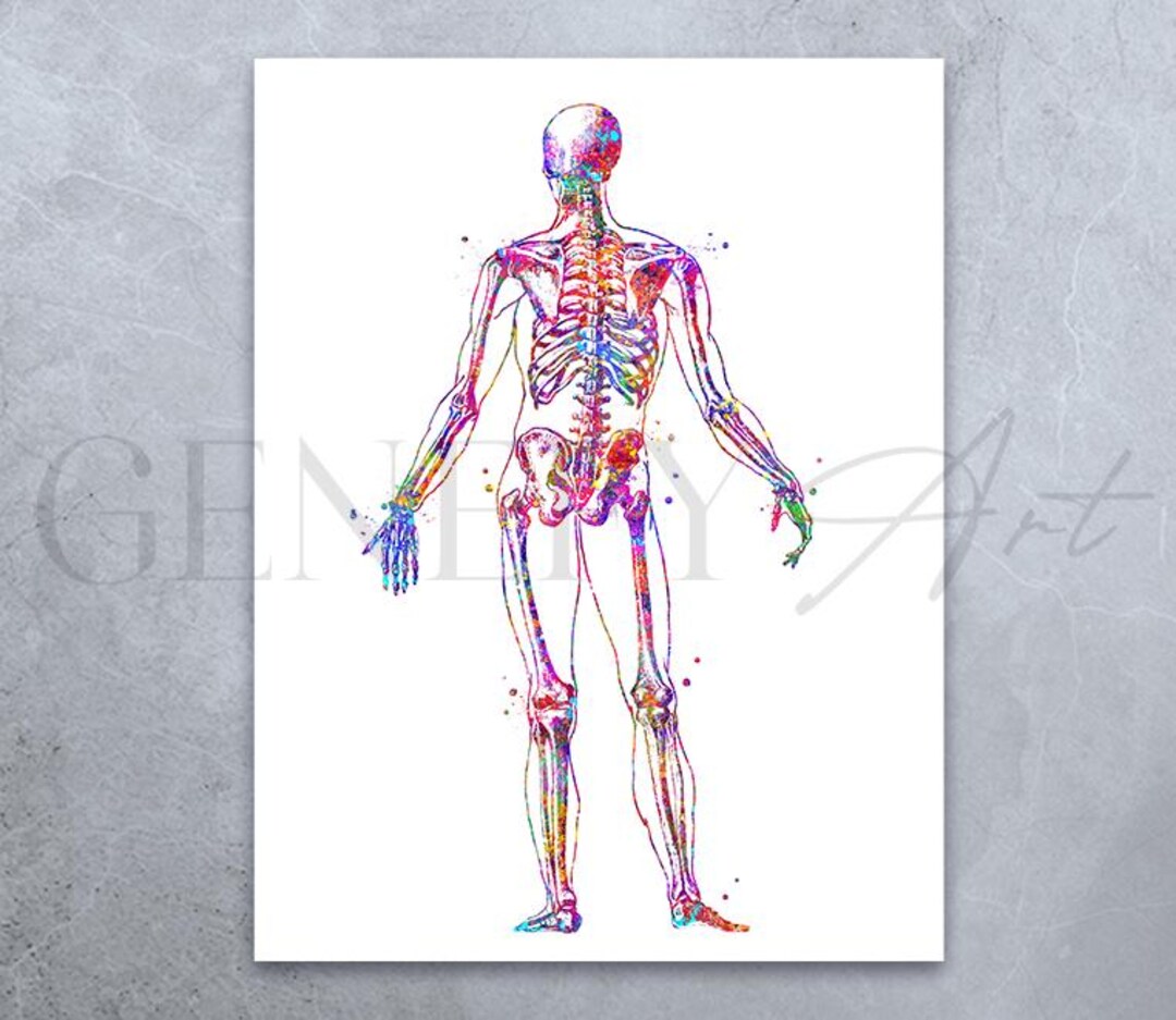 Human Skeleton Watercolour Art Print - Human Skeleton Torso Poster ...