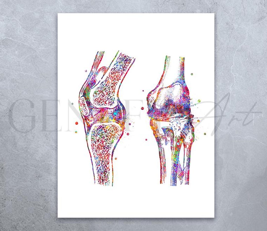 Knee Anatomy Watercolour Print: Bone & Joint Art - Etsy