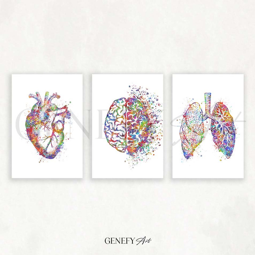 Heart, Brain, Lungs Watercolour Print, Set of 3 Human Brain Prints ...
