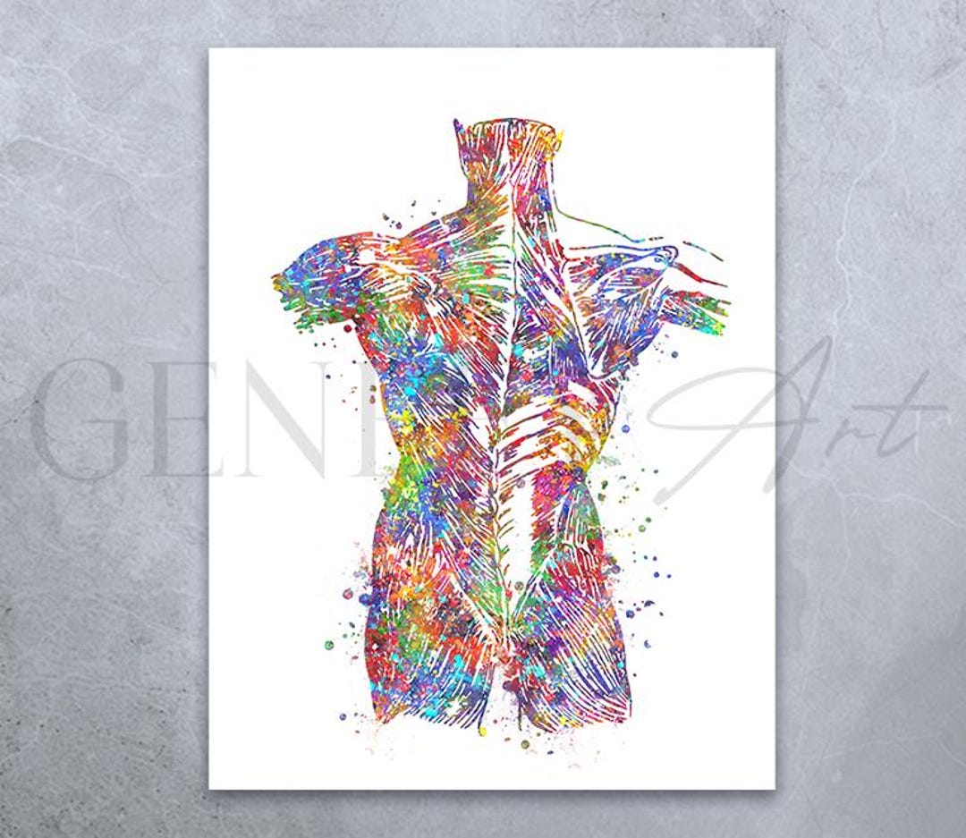 Back Muscles Watercolor Anatomy Art Print: Chiropractic Poster - Etsy