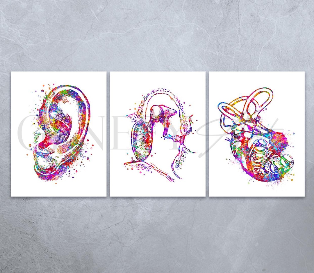 Ear Anatomy Watercolor Art Print - Set of 3 - Outer, Mid and Inner Ear ...