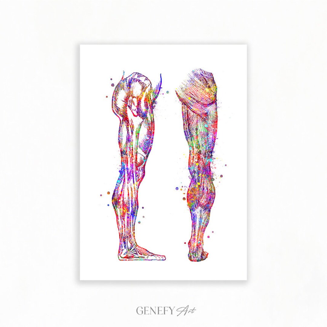 Human Leg and Foot Muscle Watercolour Art Print, Leg Muscles Art ...