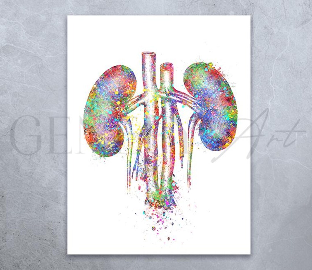 Kidneys Anatomy Watercolour Print - Nephrology Poster - Nephrology ...