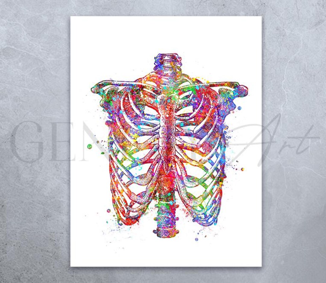 Rib Cage Anatomy Watercolor Art Print: Chest Bones, Thorax - Etsy UK