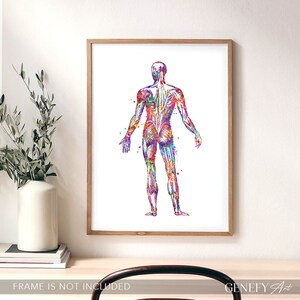 Human Muscular System Watercolour Art Print Human Anatomy and Muscles ...